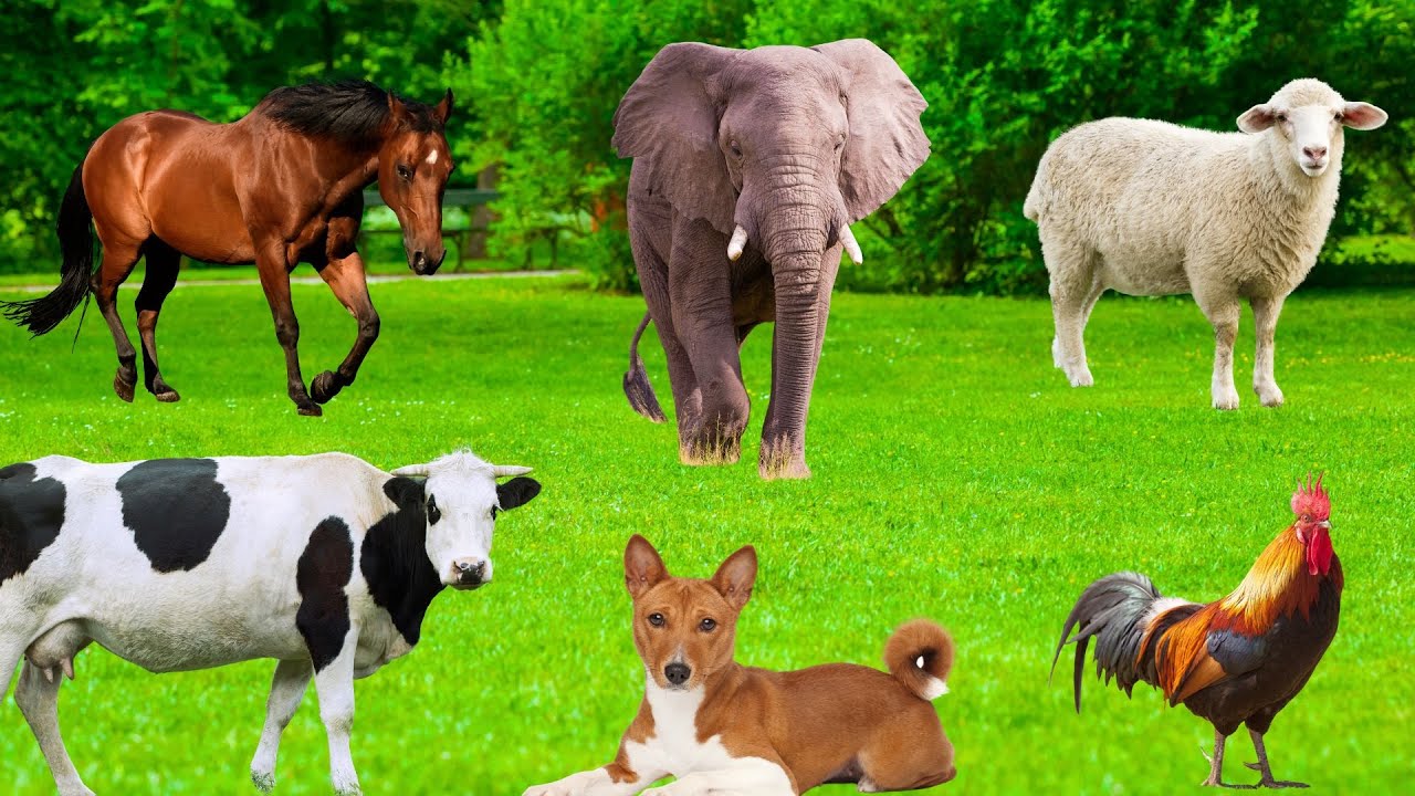 Cutest Animals: Sheep, Cows, Chickens, Horses, Dogs, Elephants - Animal ...
