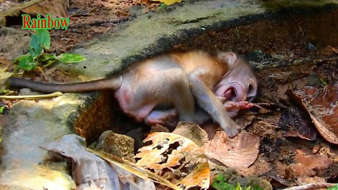 Small monkey c-rying tan-trum! - YouTube