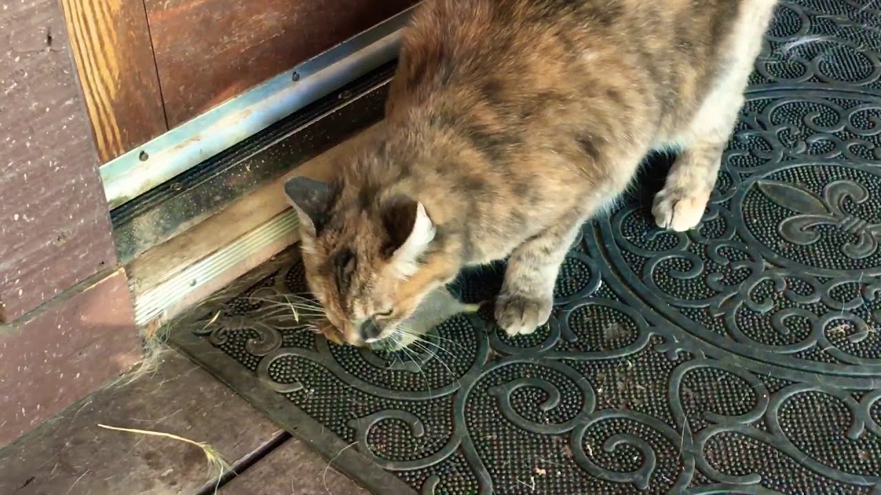 Killer Cat vs Gopher - YouTube