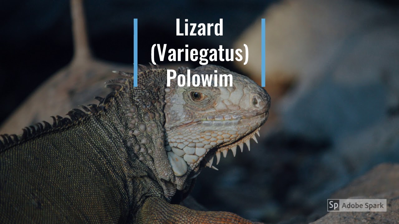 Yaqui Yoeme Language: Yaqui Reptiles and Yaqui Animals part 2 and ...