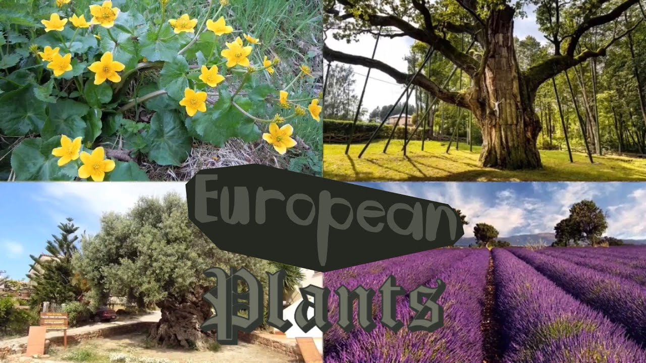 European Plants - YouTube