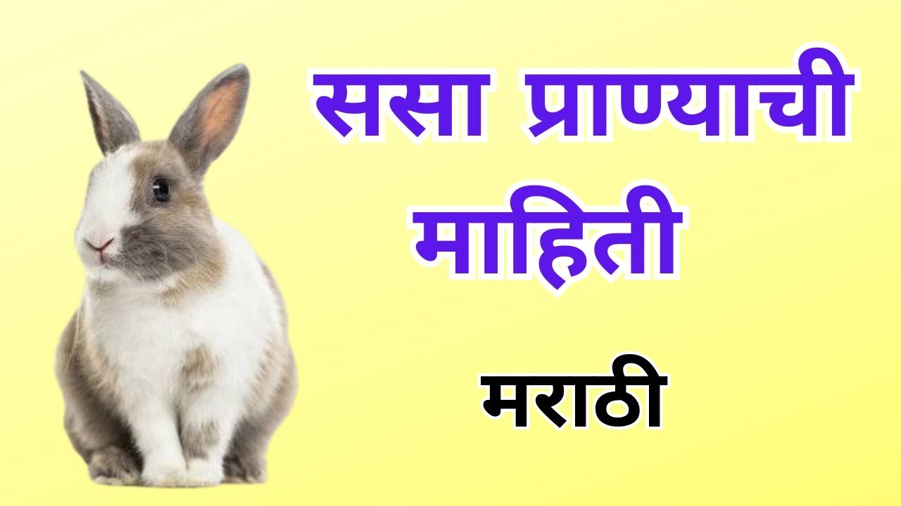 ससा प्राण्याची माहिती मराठी | Sasa Marathi Mahiti | Rabbit | ससा निबंध ...