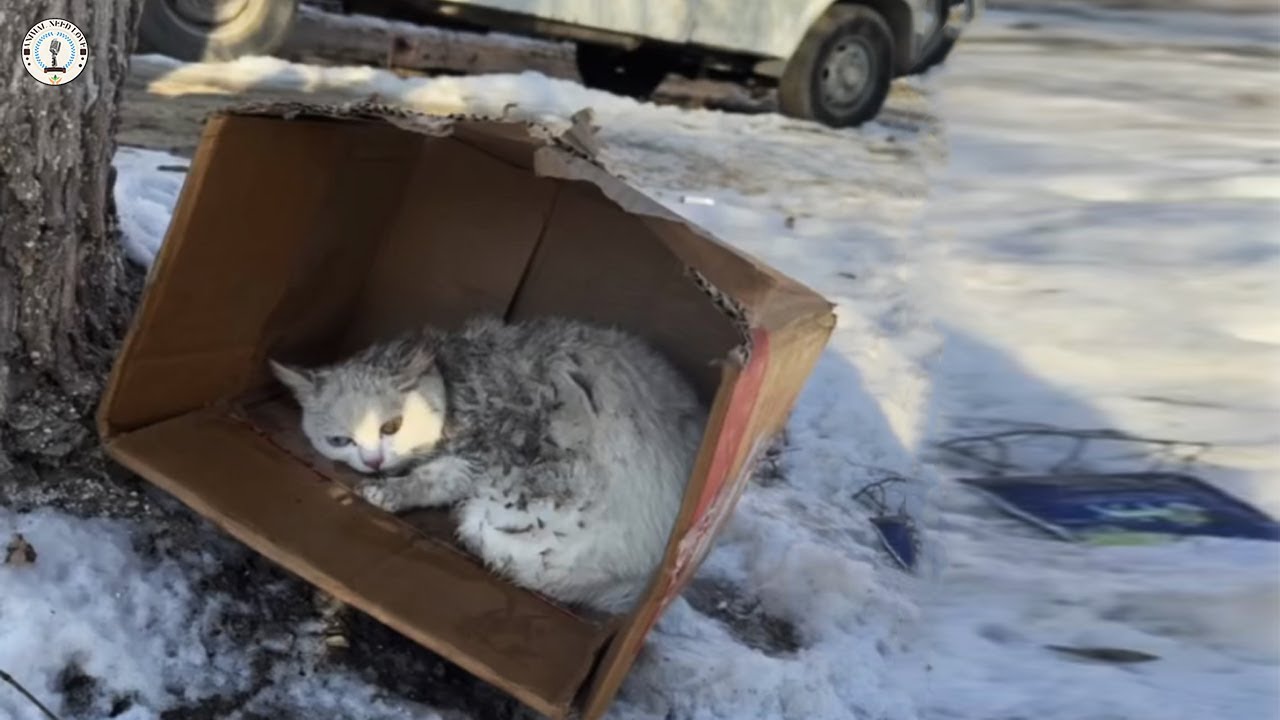 Huddled in a cardboard box at 20*c, stray cat silently cried to beg for ...
