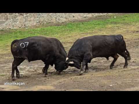 PAŞA - NİŞAN / MELO 2025 - 05 - 11