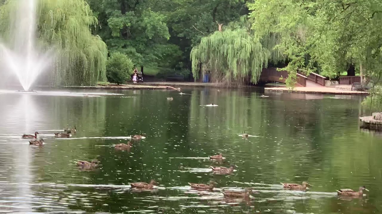 What Can We See in Rose Park - YouTube