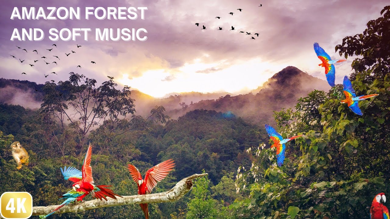 Unbelievable 4K Amazon Forest Secrets for Ultimate Relaxation! - YouTube