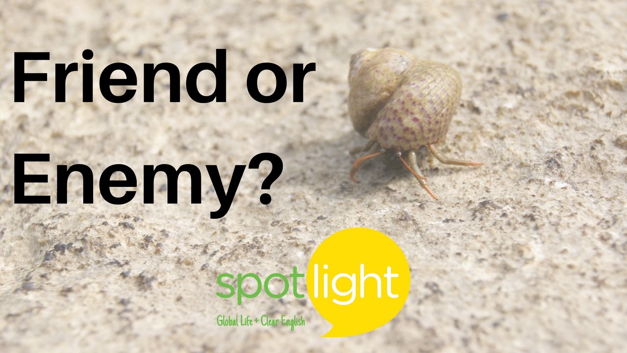 Friend or Enemy? | practice English with Spotlight - YouTube
