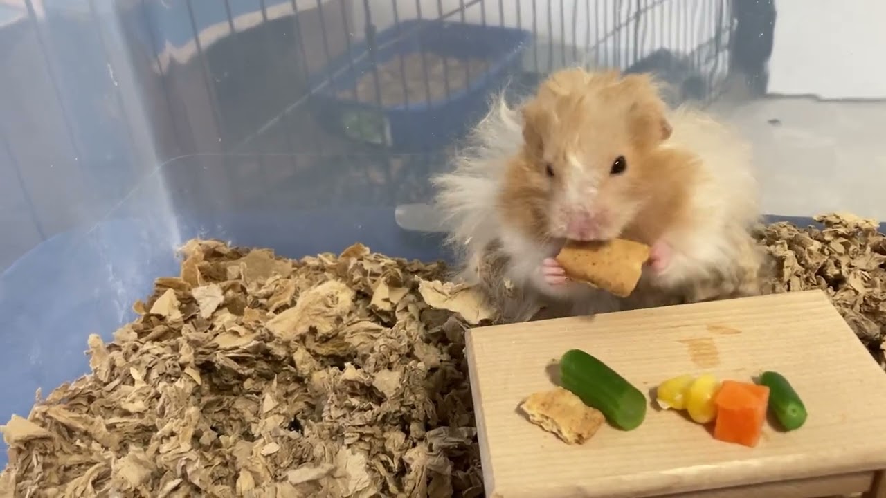 Cute Hamster eats his veggies and cracker at his table - YouTube