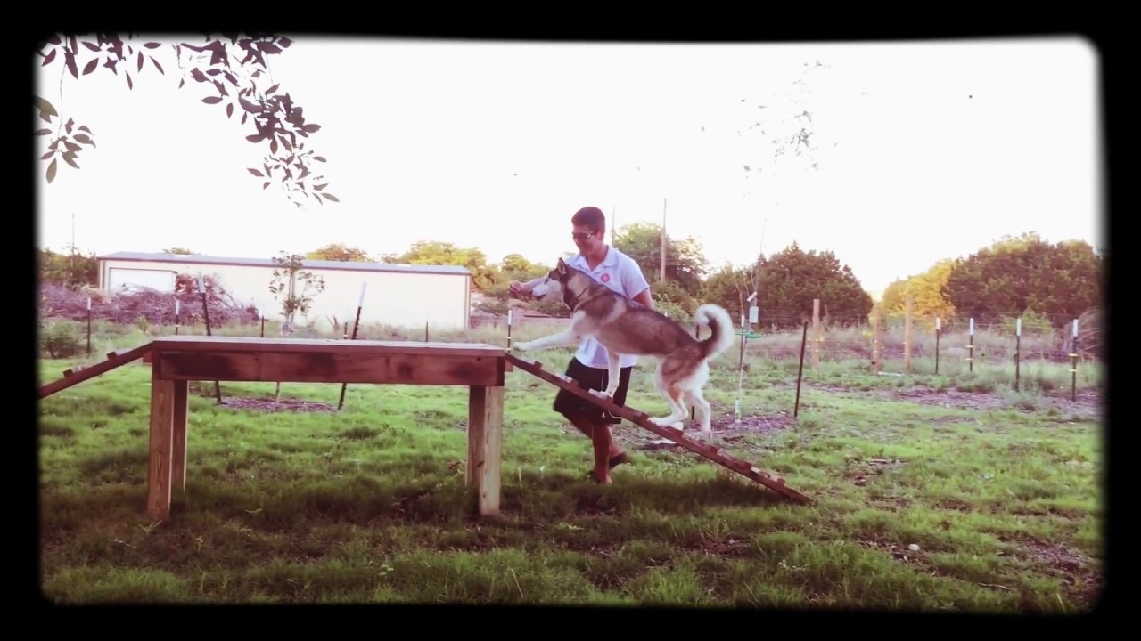 Siberian husky agility ramp training - YouTube