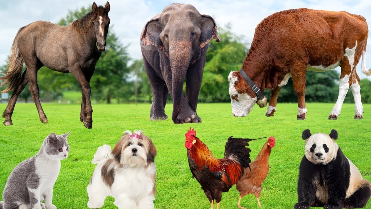 Farm Animal Compilation: Cat, Cow, Sheep, Dog, Chicken, Horse, Elephant ...