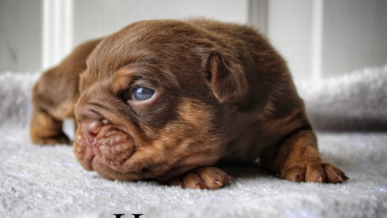 Hennessy Chocolate Tan English Bulldog - YouTube