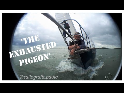 Sailtrip windforce 6 | The exhausted pigeon | Sailing and photography ...