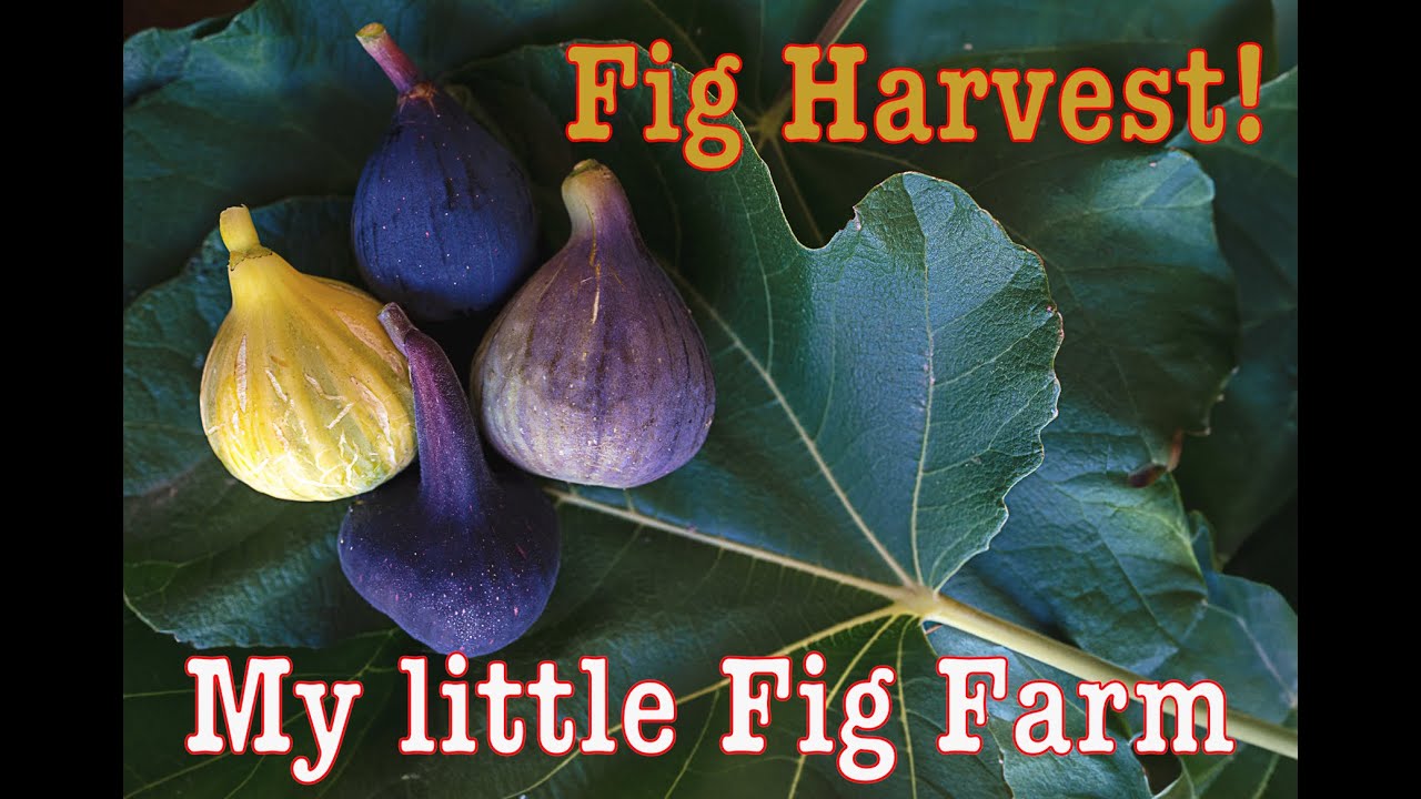 Fig Harvest! Going through my orchard to gather fruit to bring to the ...