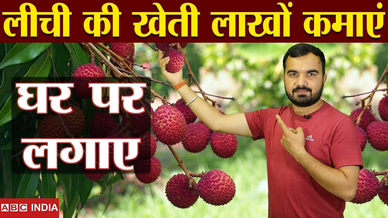 लीची की खेती | Litchi Farming in India | Best variety of Litchi ...