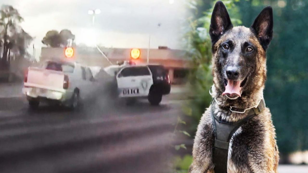 Suspect Named in Police Chase Who Hit K9 Unit Car - YouTube
