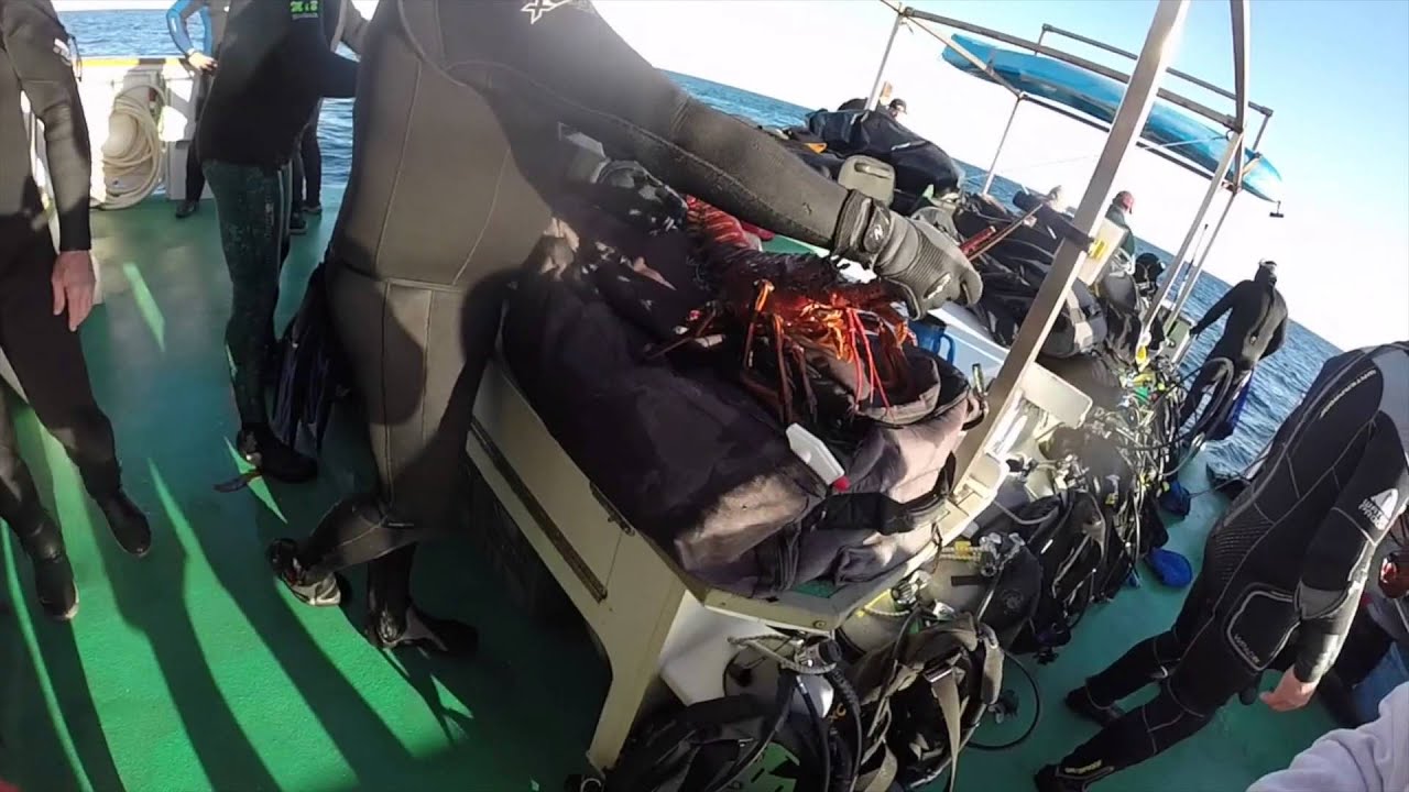 CORTES BANKS SEALIFE - YouTube