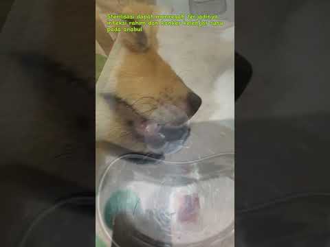Sterilisasi Anjing Betina #dog #sterilization #hadipratavet #pomeranian #doglover #short