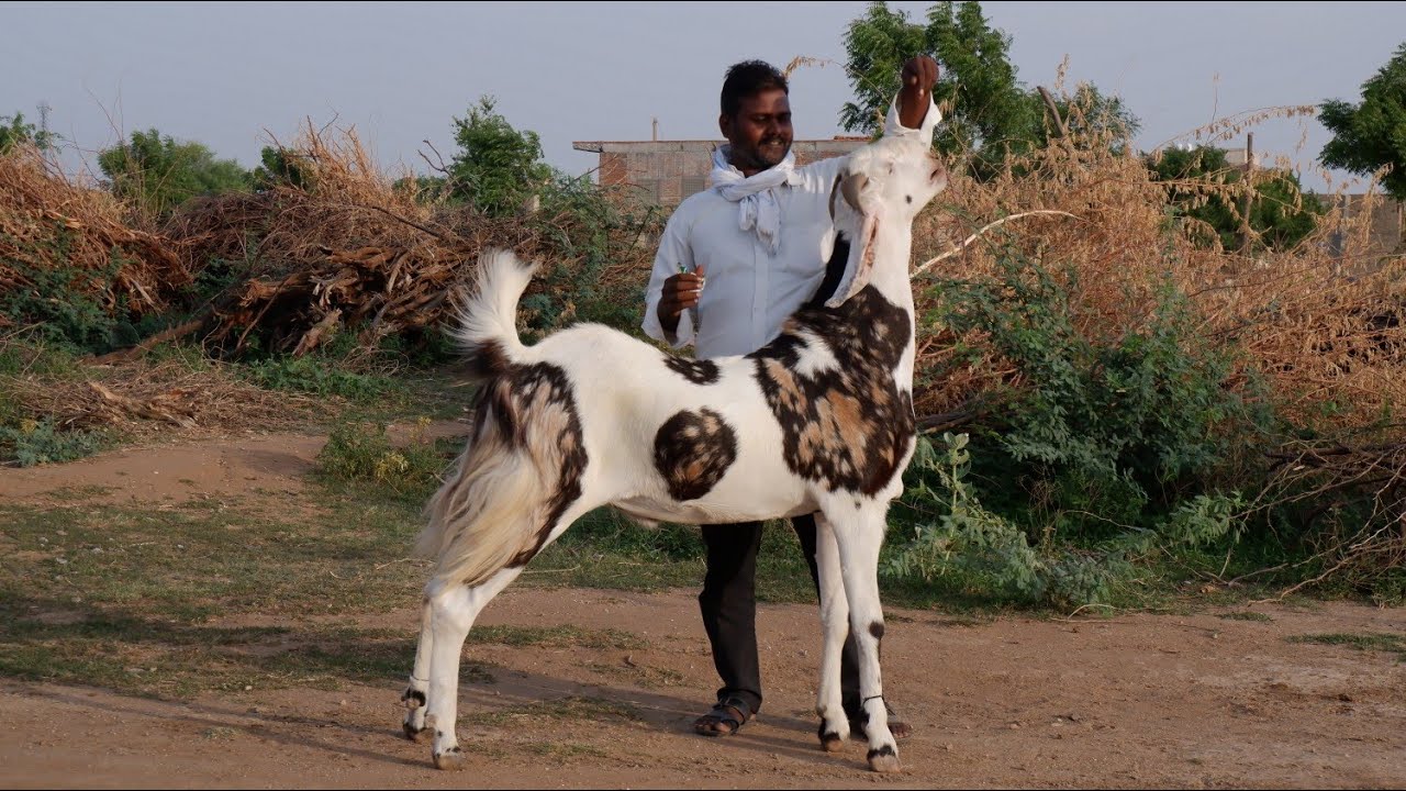 Big Gujri Goat of Nabiya Goat Farm ! Heavy weight Gujri Goat!! Big ...