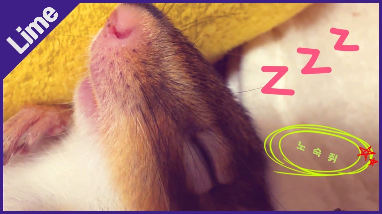 졸리다고 아무데서나 노숙하는 다람쥐 / Homeless chipmunk sleeping outside the bedroom ...