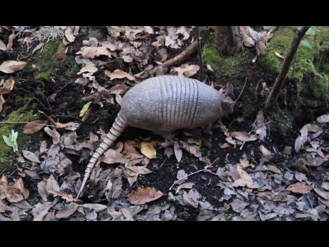 Florida Armadillo Digging - YouTube