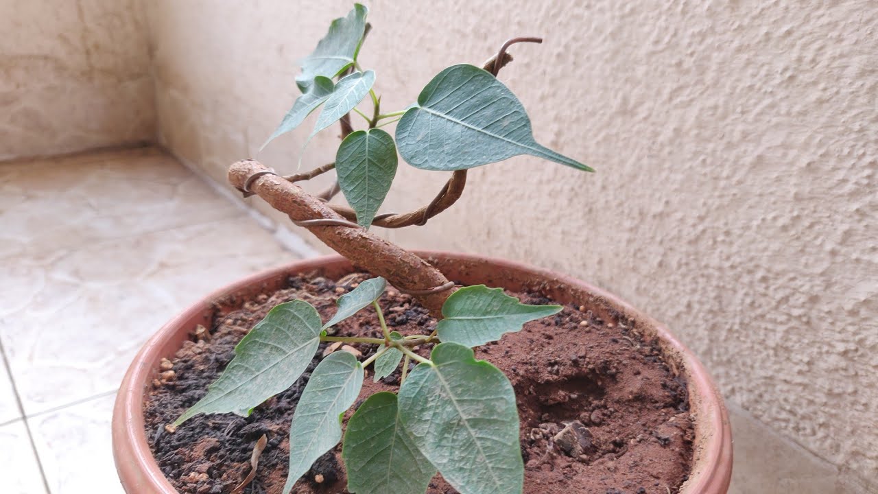 Peepal Bonsai | Ficus Religiosa Bonsai | Update - YouTube