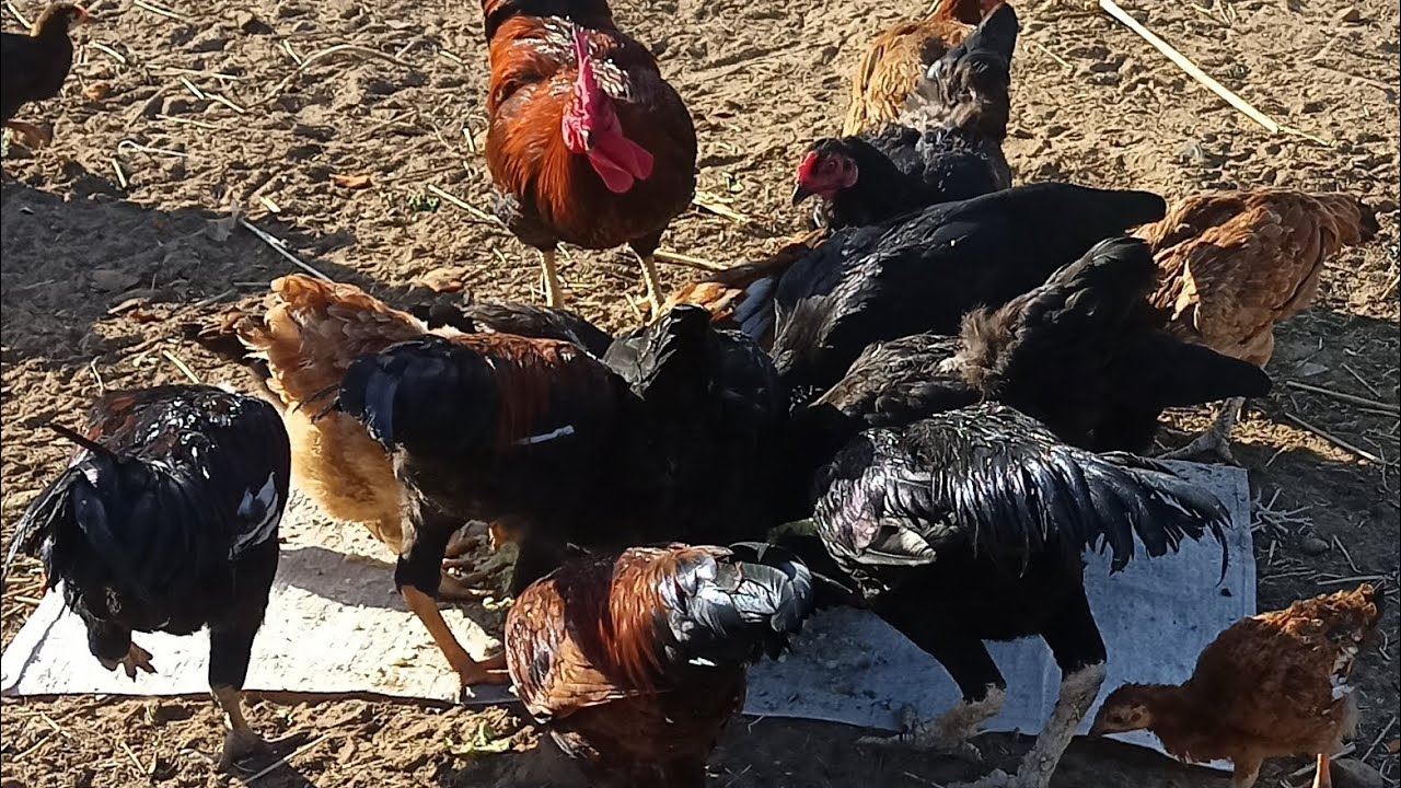 Free range murgi farming|||Desi murgi palan|||Desi poultry farming ...