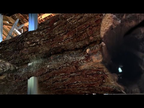 Cutting large, 5-meter-long log is a highly dangerous