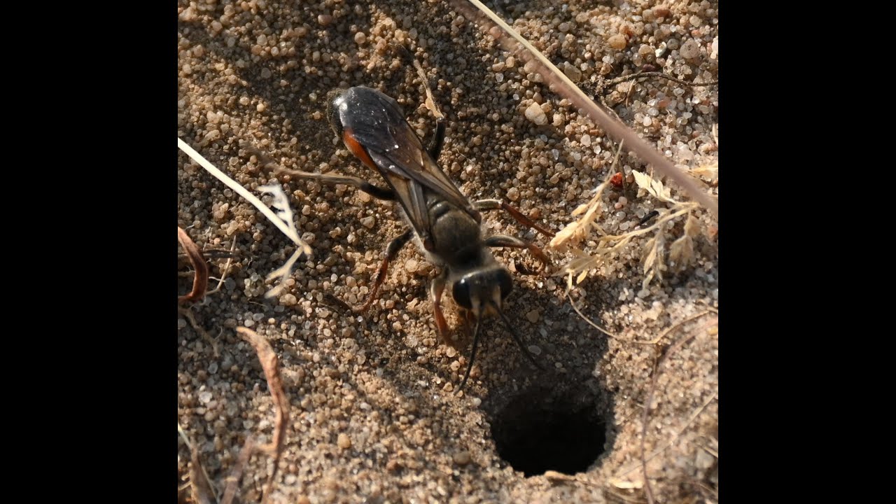 Heuschrecken-Sandwespe (Sphex funerarius) :: golden digger wasp - YouTube