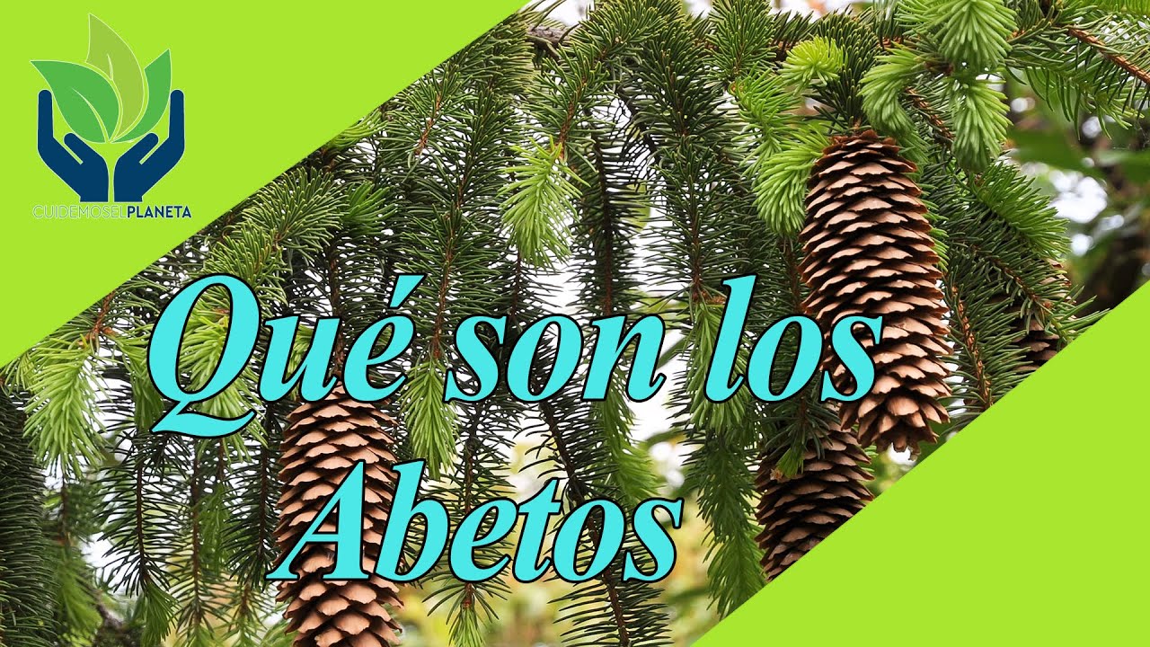 Abeto: todo lo que debes saber sobre este árbol - YouTube