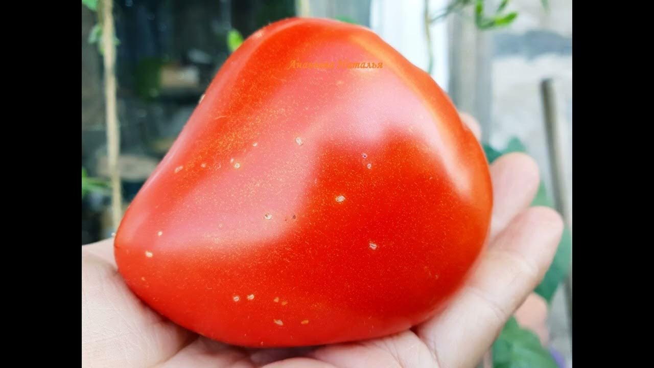 Самый лучший томат в мире 2023 г.!!! Высокоурожайный, сладкий и вкусный ...