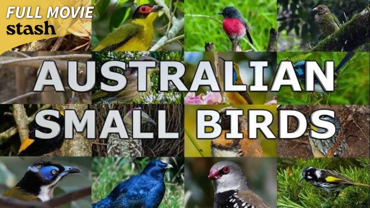 Australian Small Birds | Animal Observation Documentary | Full Movie ...