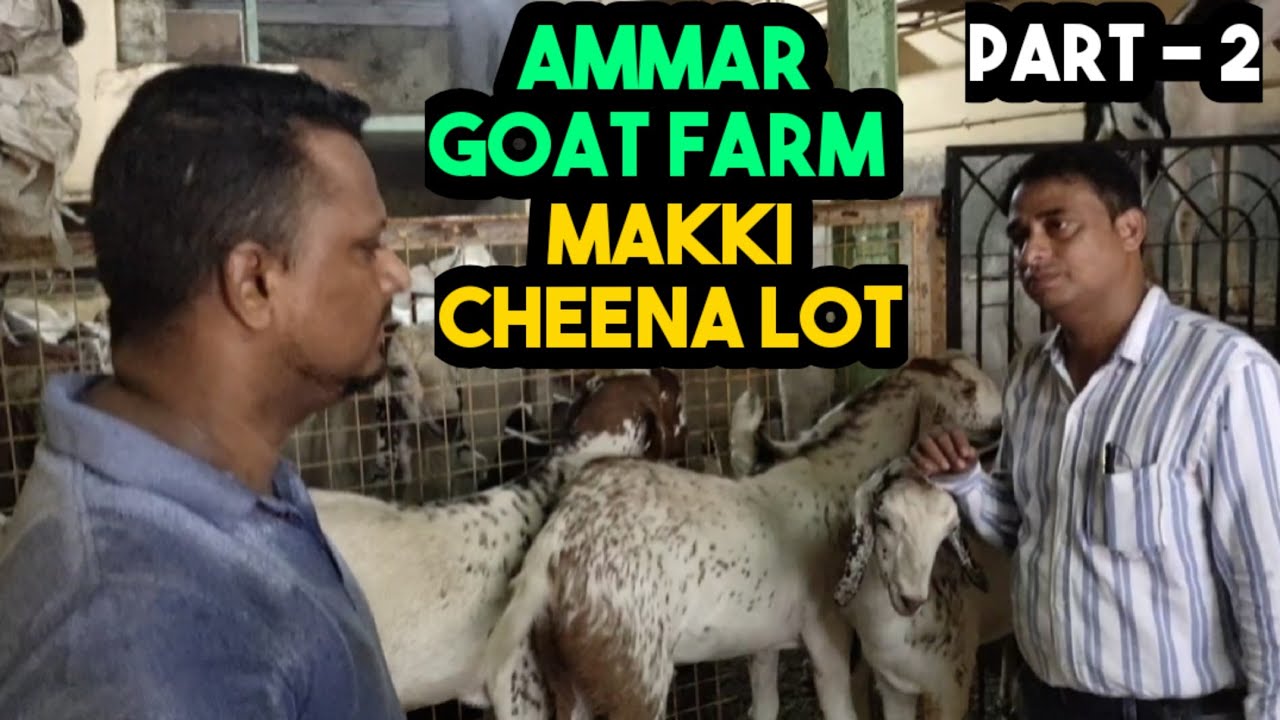 Makki Cheena Goats on Reasonable Price at Ammar Goat Farm. C- Babbu ...