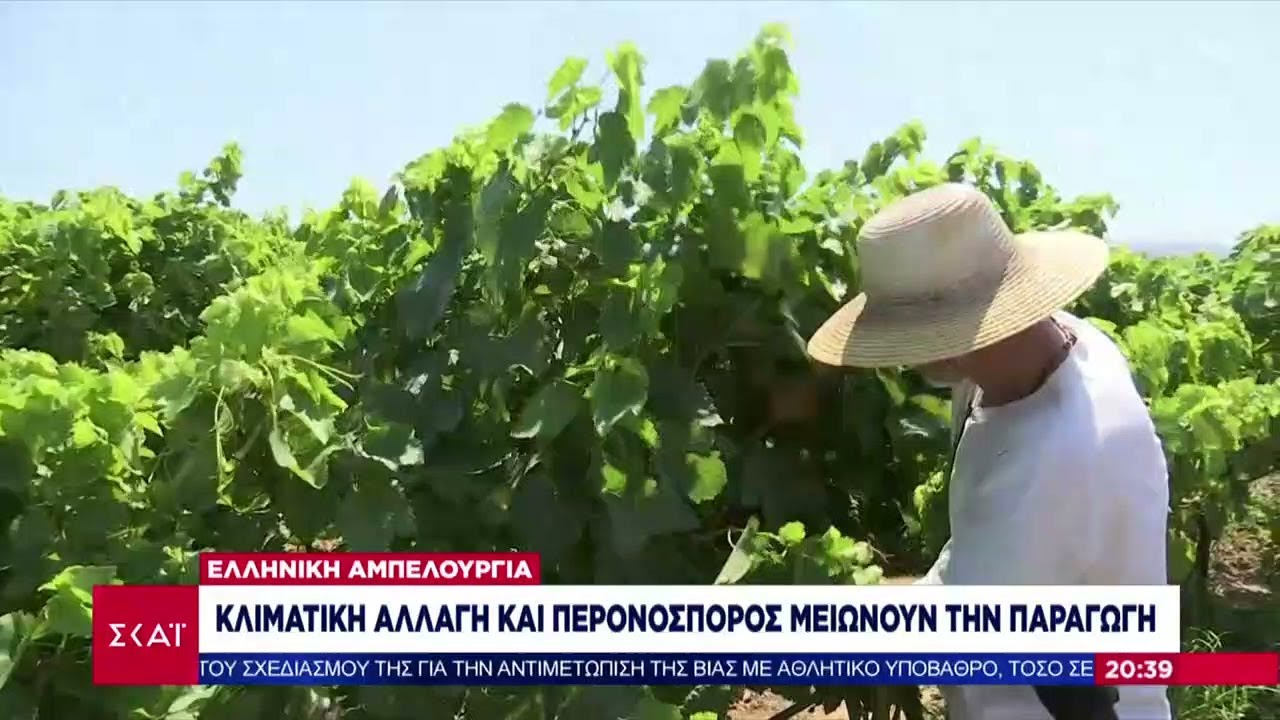 Ελληνική αμπελουργία: Κλιματική αλλαγή και περονόσπορος μειώνουν την ...