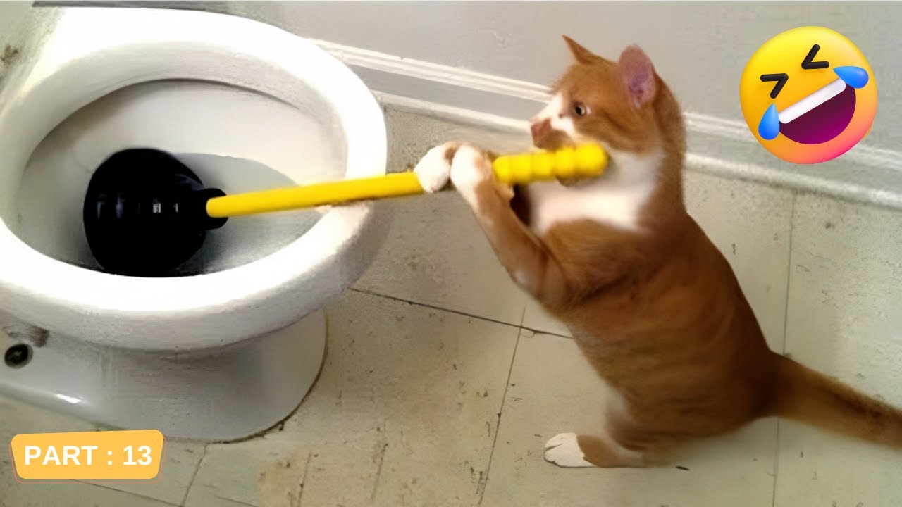 FUNNY CAT MEMES COMPILATION OF 2023 😂 Part 13 - YouTube