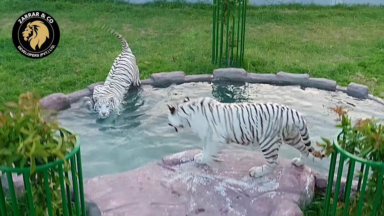 We have completed this project - B-17 multi zoo in multi gardens ...