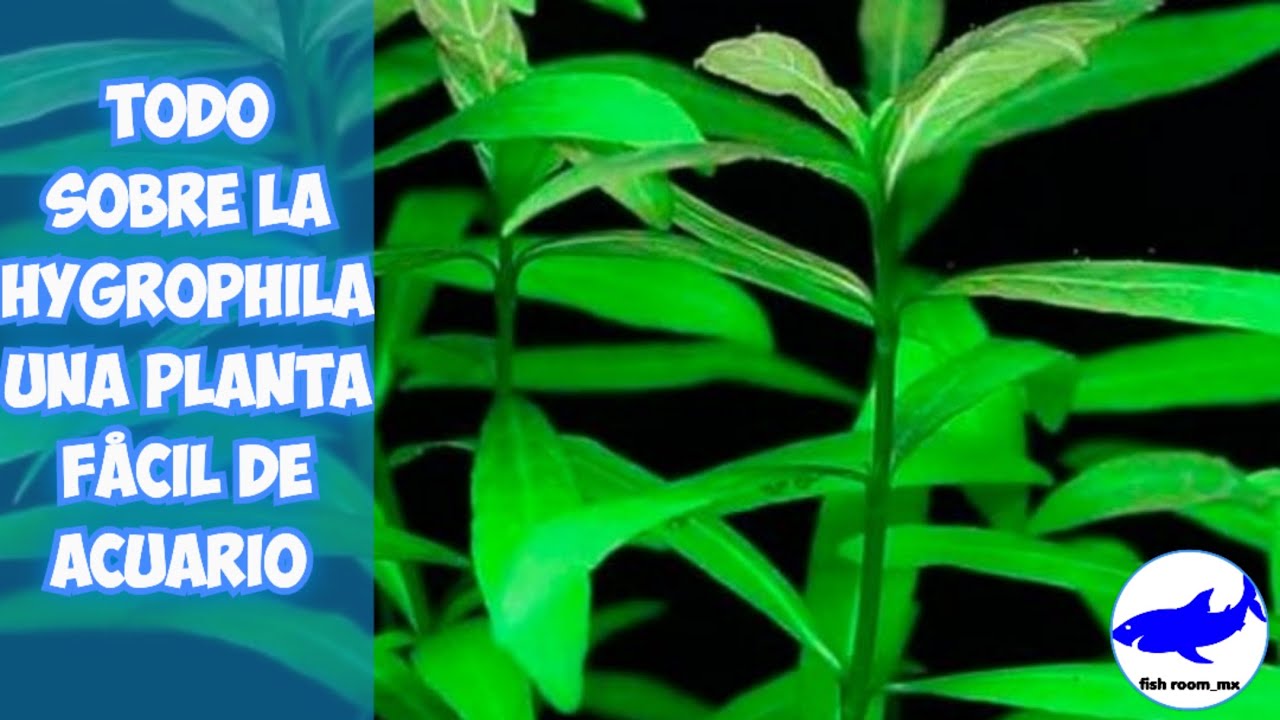 Hygrophila cuidados tipos y más - YouTube