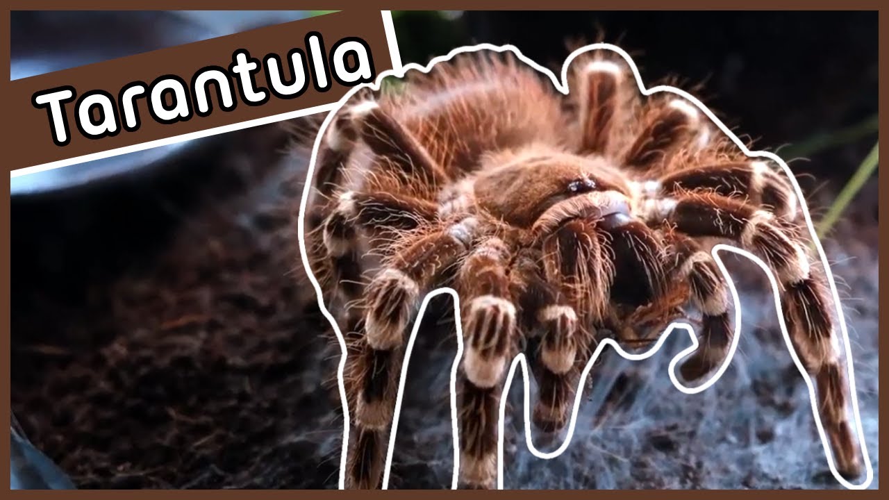 Tarantula as Pet | Pros and Cons | First Impression | #exoticpet # ...