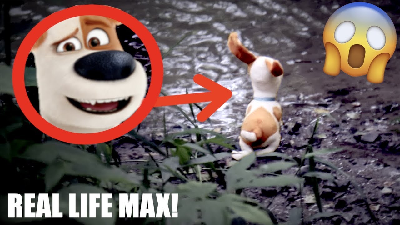 I FOUND MAX IN REAL LIFE! *Secret Life of Pets 2!* - YouTube