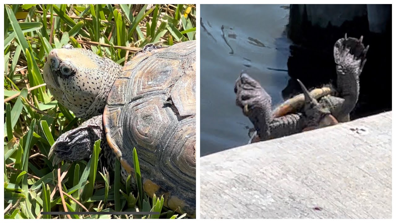 Cute box turtle runs and plops into the river/canal - YouTube