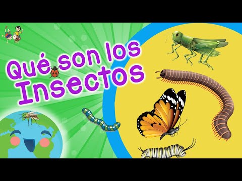 Qué son los Insectos: Tipos de Insectos (Videos Educativos para Niños)