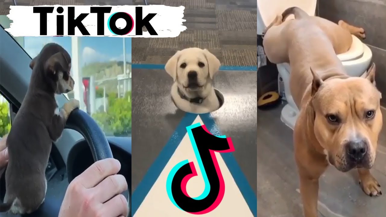 Dogs being..DOGS🐶~ Tiktok Baby Dogs - Cute and Funny Dog Videos ...