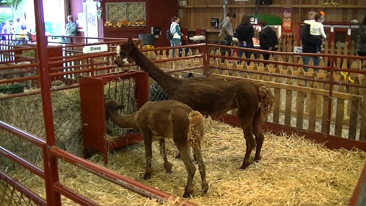 Marina and Eric at The Puyallup Fair 2013 petting zoo (Washington State ...