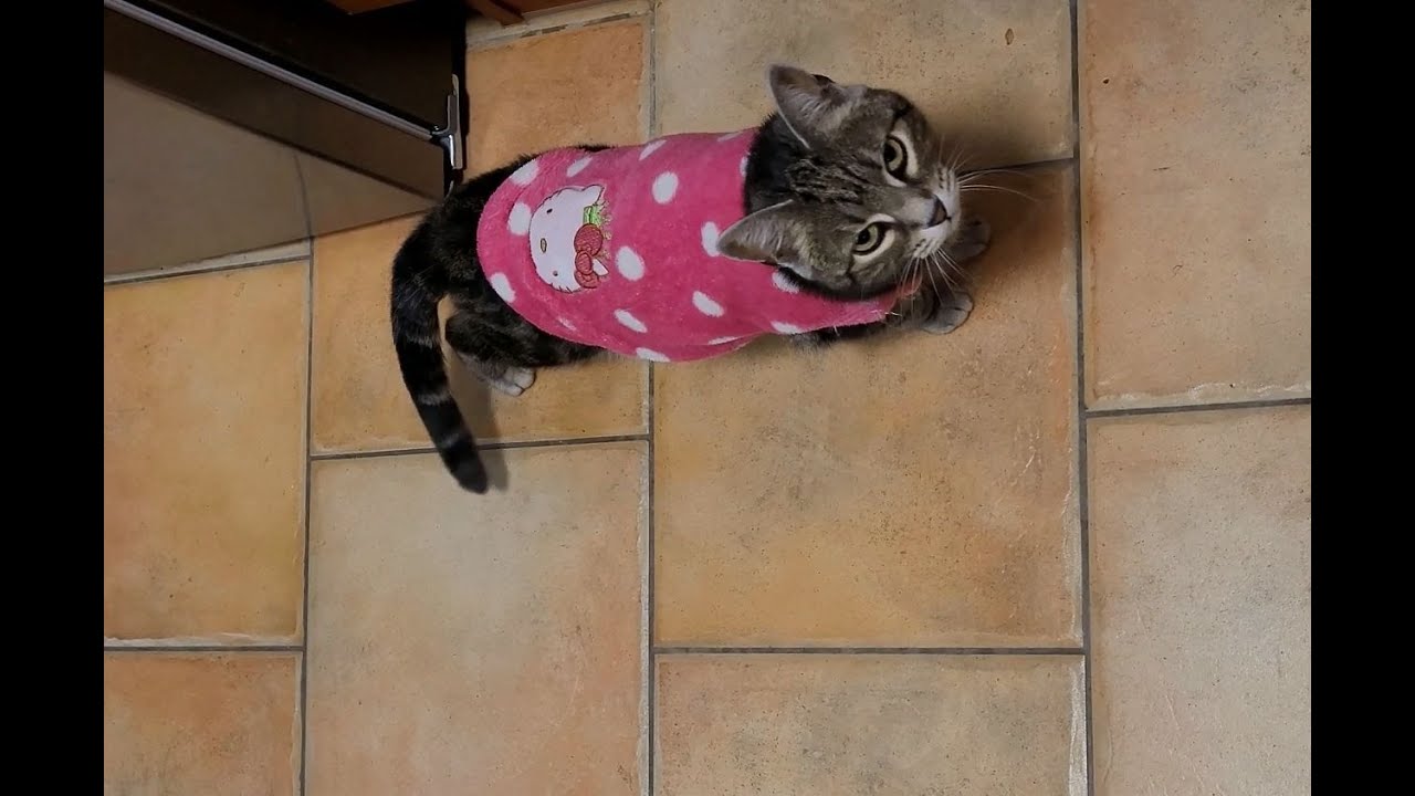 Cat doing moonwalk - YouTube