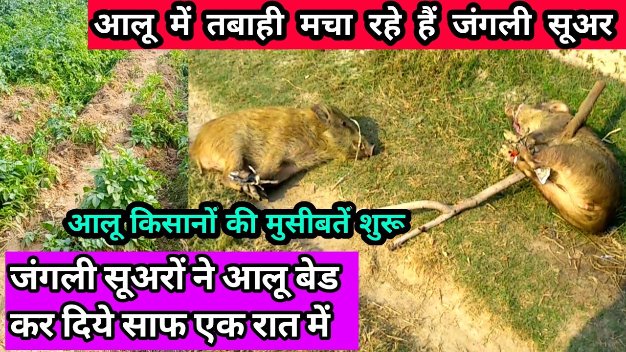 आलू किसानों की मुसीबतें शुरू जंगली सूअरों का अटैक | jangli suar ki ...