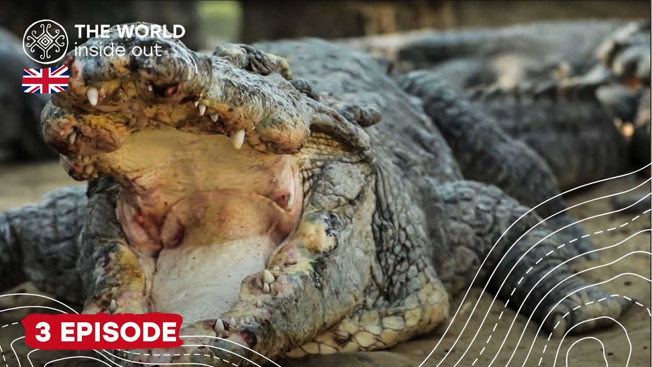 Mysterious Sufi Rituals with Crocodiles - YouTube