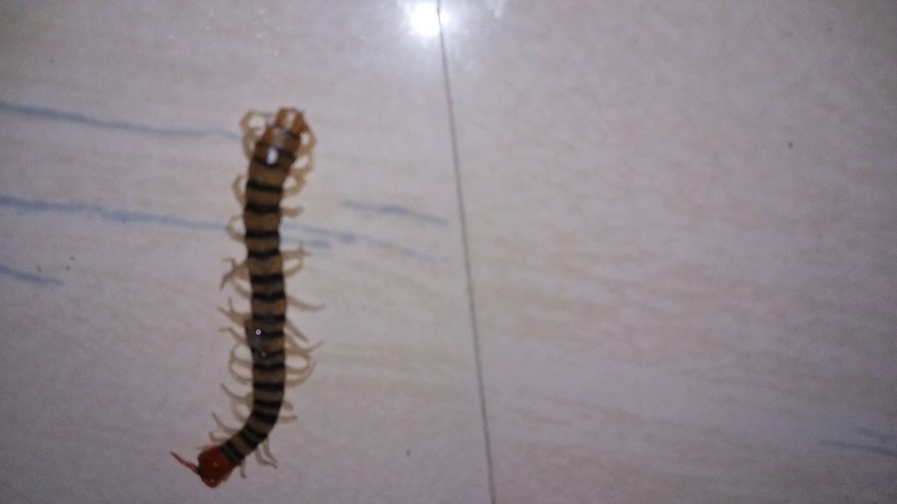 How to kill a puran - YouTube