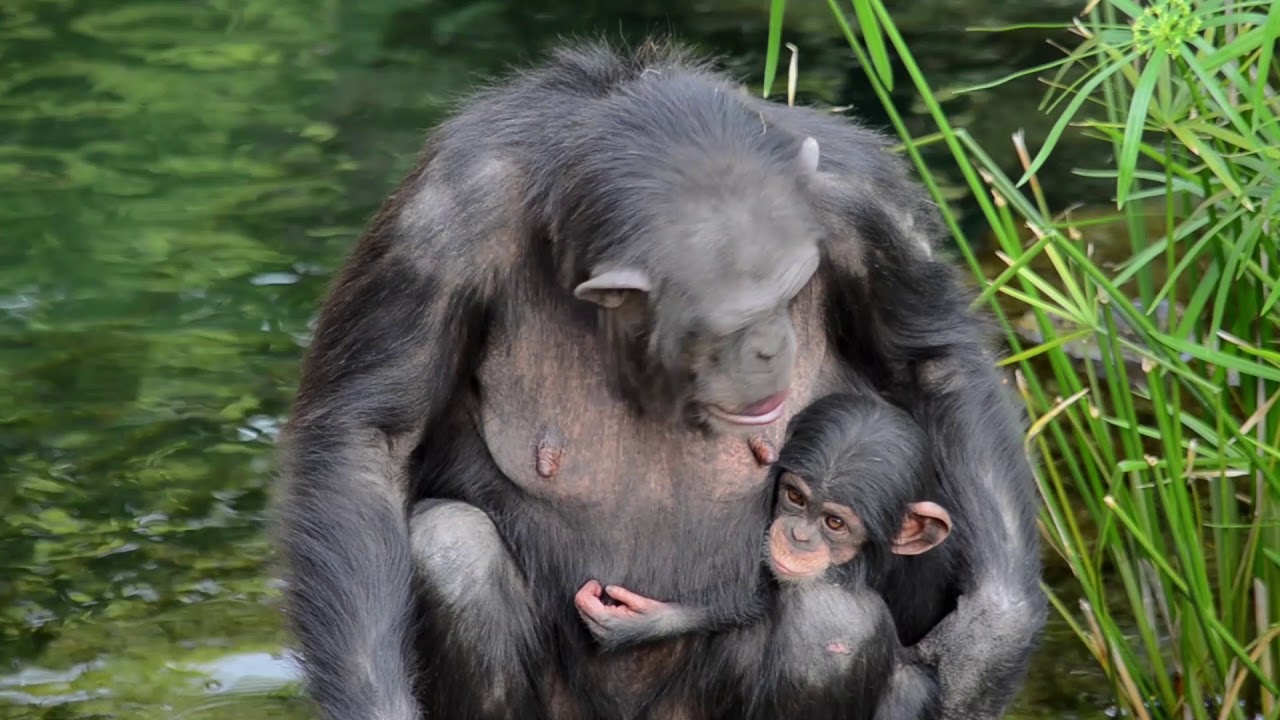 El bebé chimpancé COCO cumple 5 meses en BIOPARC Valencia (# ...