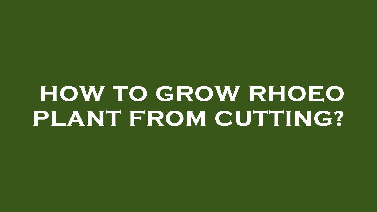 How to grow rhoeo plant from cutting? - YouTube