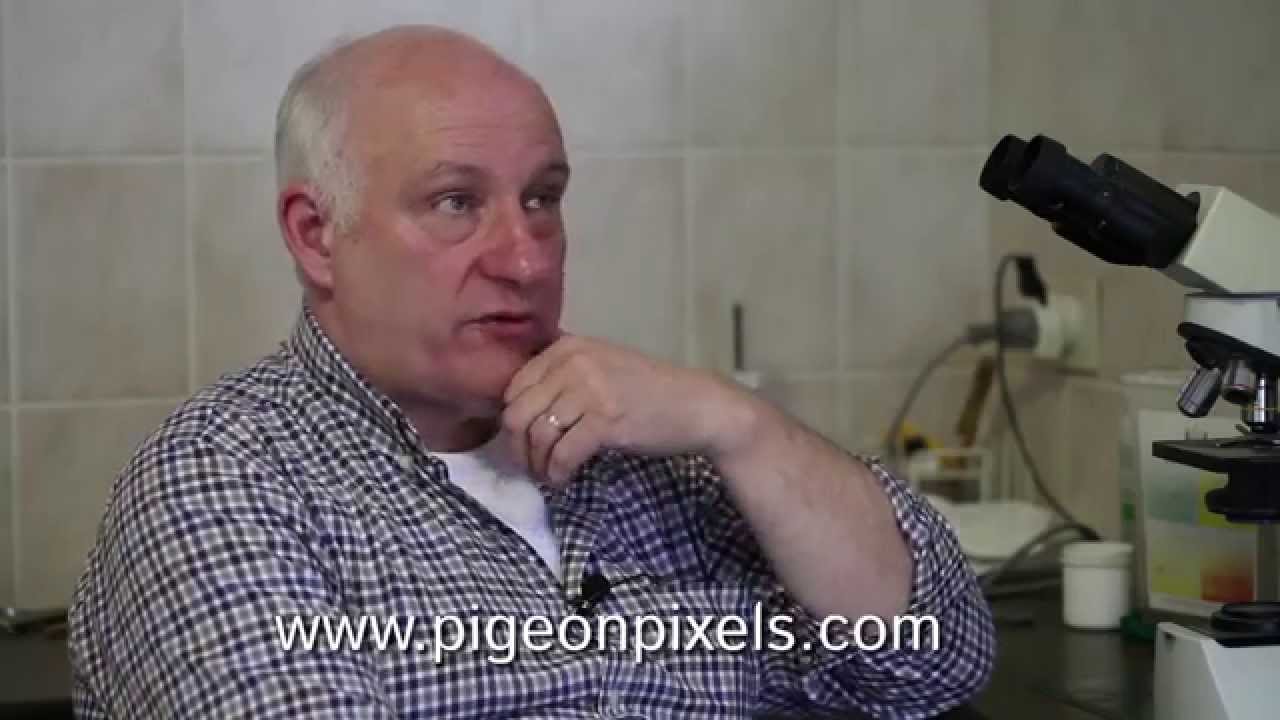 Trailer PigeonPixels 2: Nico Pronk & Ben de Keijzer. - YouTube