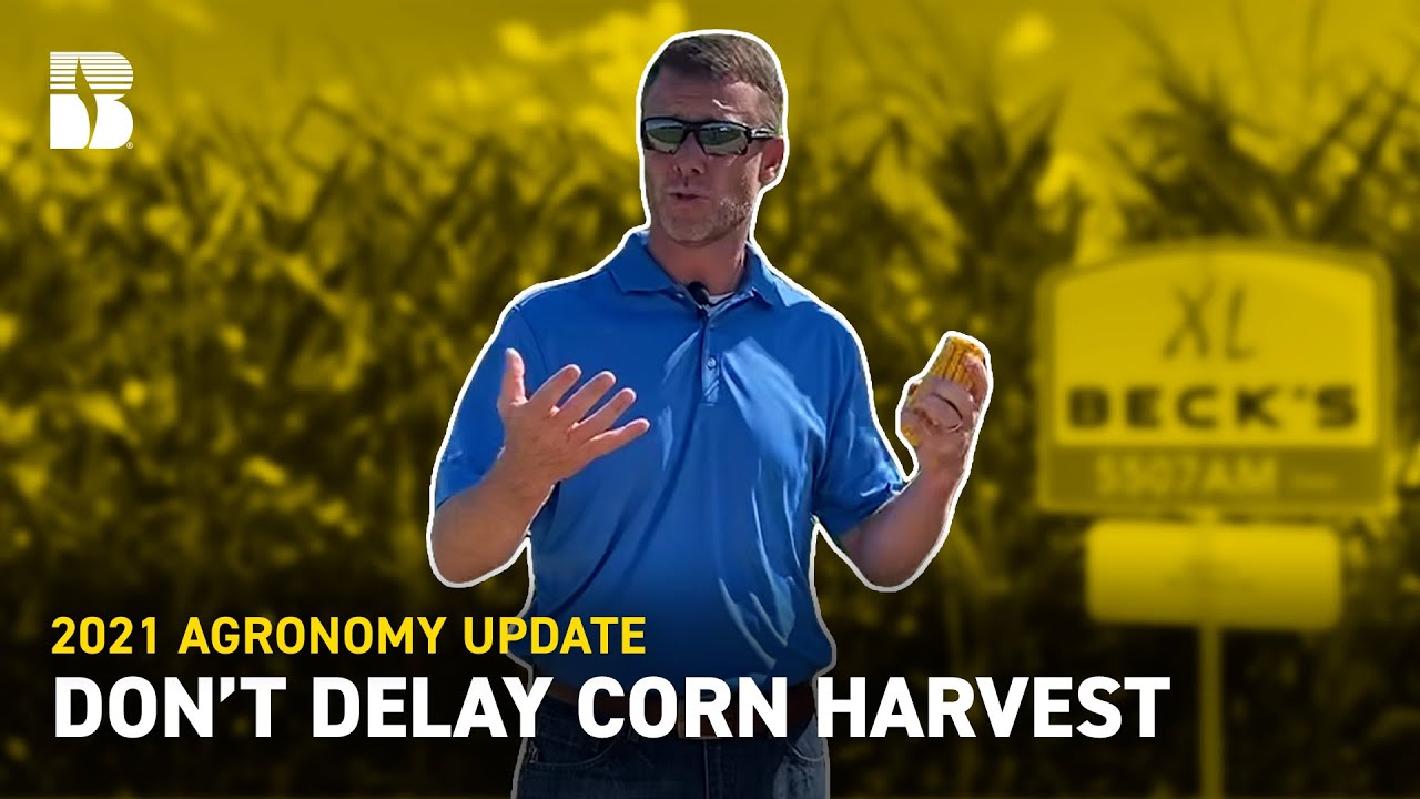 Don't Delay Corn Harvest | Beck's Agronomy Updates - YouTube